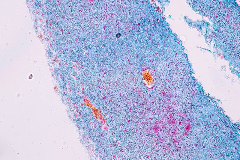 Study Anatomy Human and Histological Sample of Human Model. Stock Photo ...