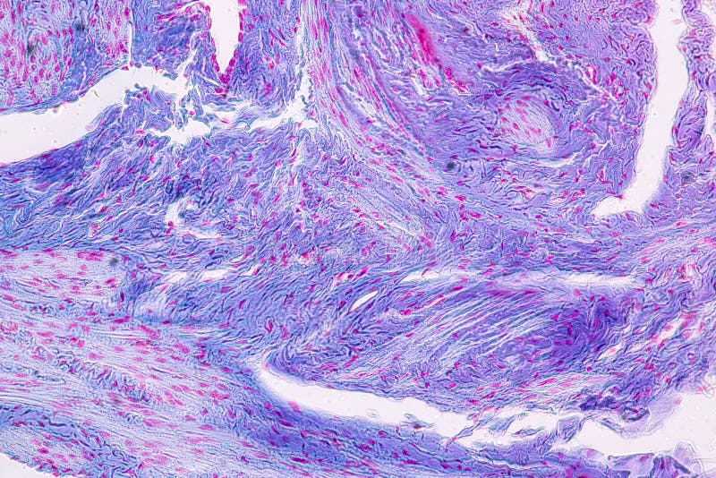 Study Anatomy Human and Histological Sample of Human Model. Stock Photo ...