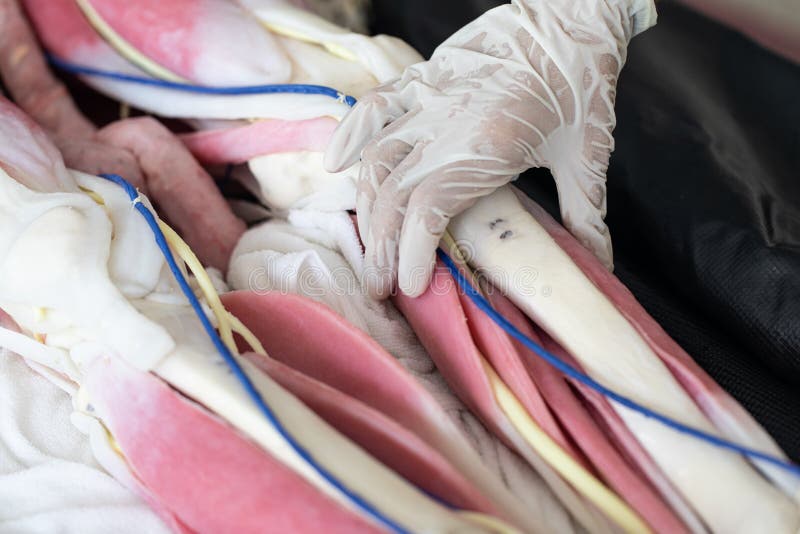 Study Anatomy Human and Histological Sample of Human Model. Stock Photo ...