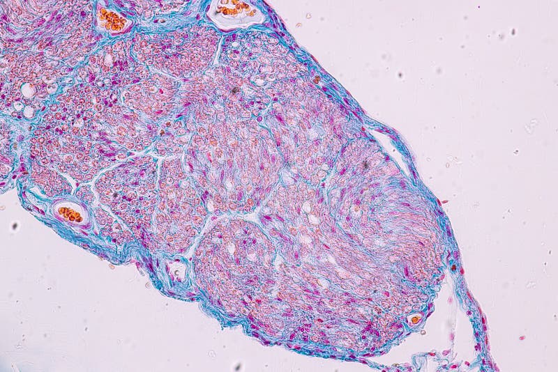 Study Anatomy Human and Histological Sample of Human Model. Stock Photo ...