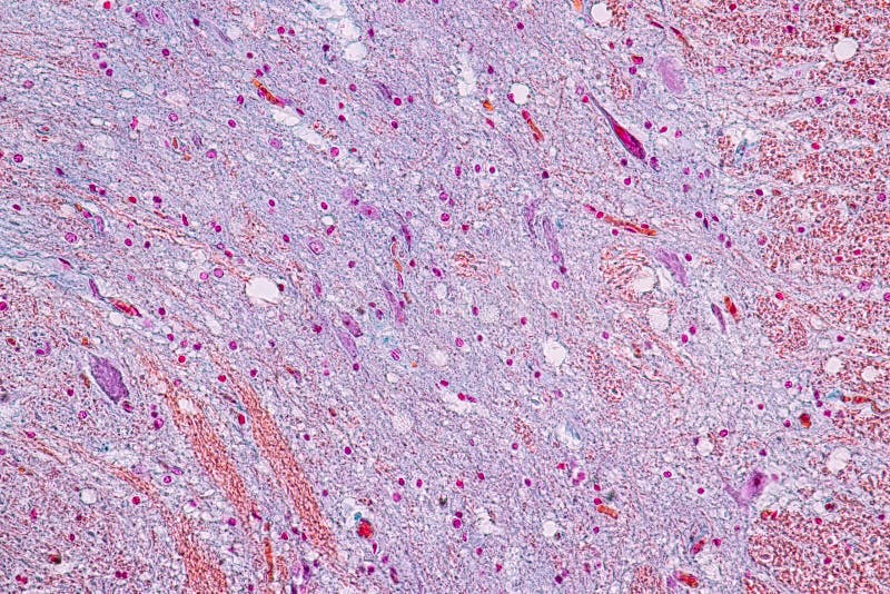 Study Anatomy Human and Histological Sample of Human Model. Stock Photo ...