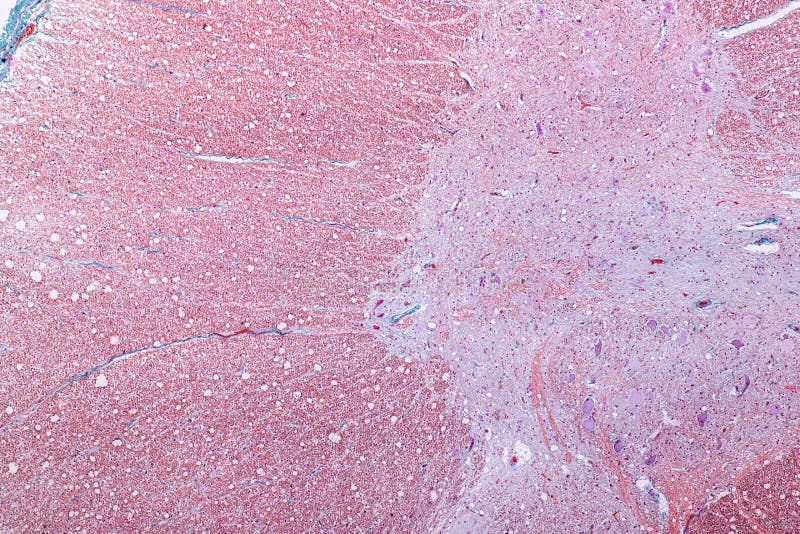 Study Anatomy Human and Histological Sample of Human Model. Stock Image ...