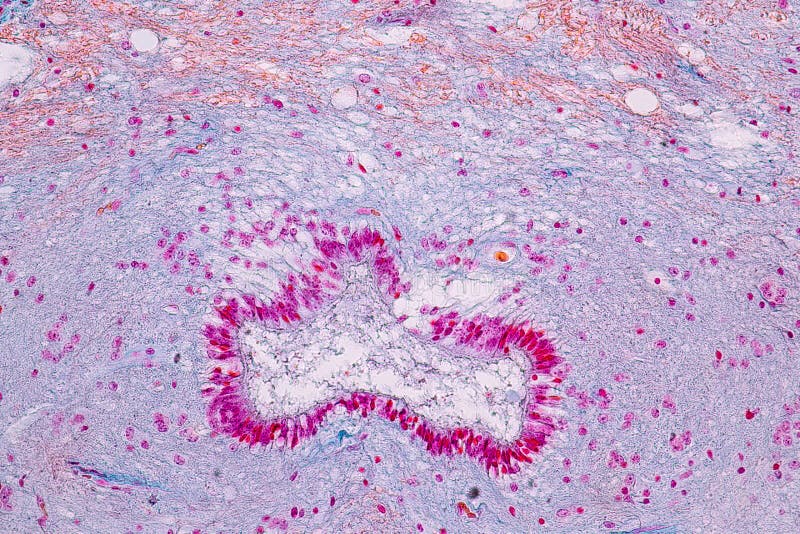 Study Anatomy Human and Histological Sample of Human Model. Stock Photo ...