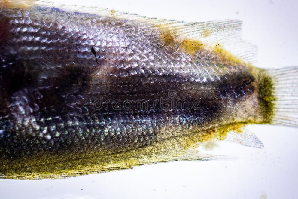 Study of Argulus Sp. and Clinostomum Sp. Under Microscope View in ...