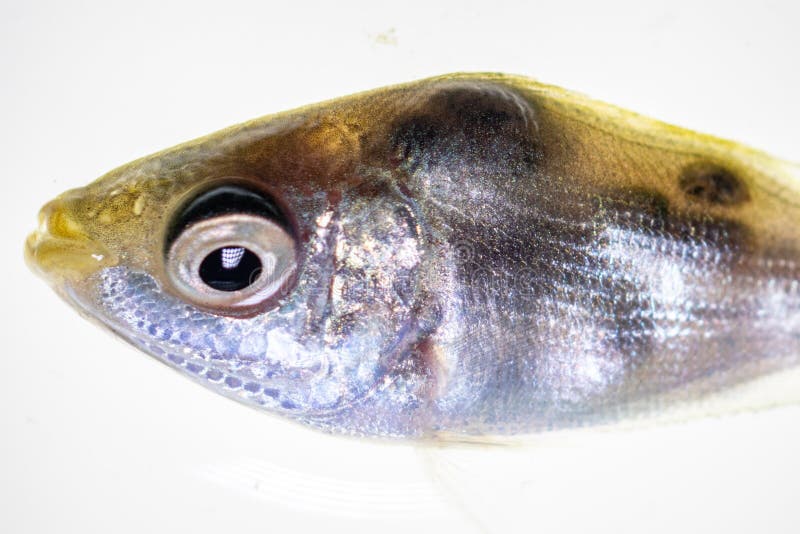 Study of Argulus Sp. and Clinostomum Sp. Under Microscope View in ...