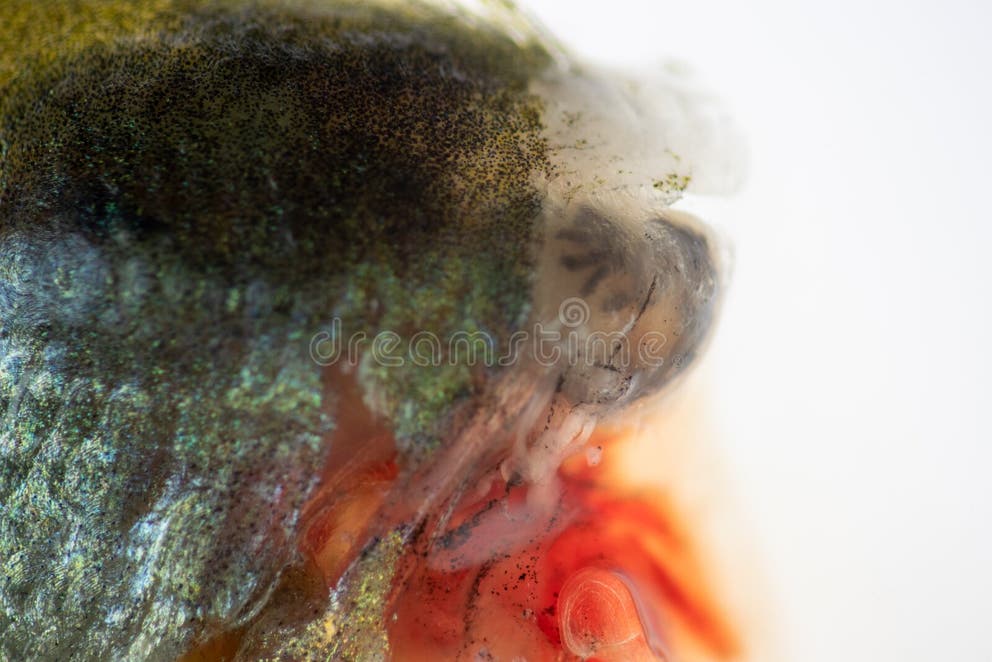 Study of Argulus Sp. and Clinostomum Sp. Under Microscope View in ...