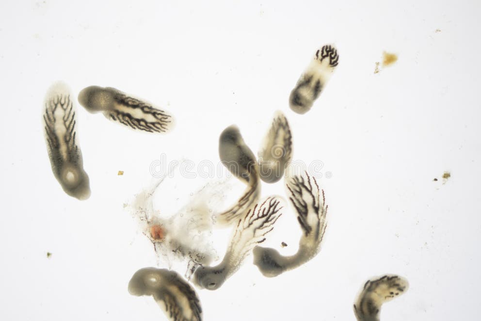 Study of Argulus Sp. and Clinostomum Sp. Under Microscope View in ...