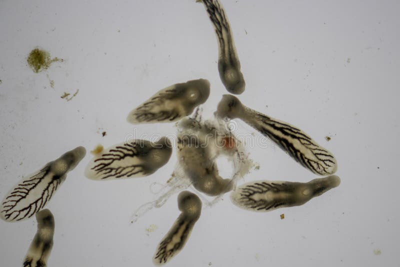 Study of Argulus Sp. and Clinostomum Sp. Under Microscope View in ...