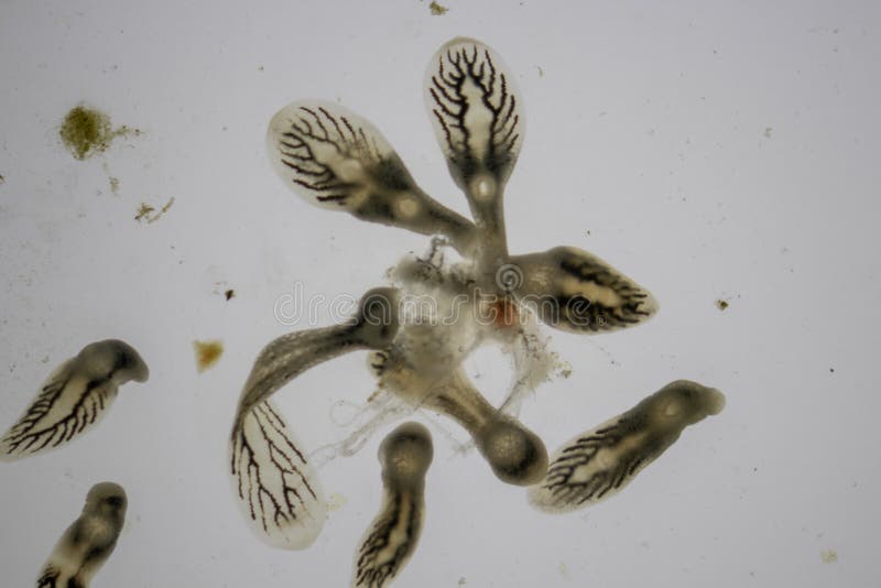 Piyapong Thongdumhyu (Sinhyu282) - Photographer profile