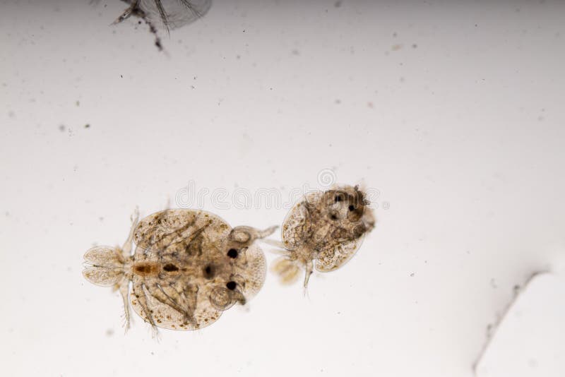 Study of Argulus Sp. and Clinostomum Sp. Under Microscope View in ...