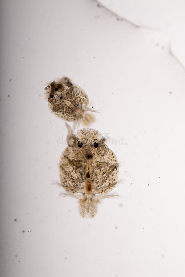 Study of Argulus Sp. and Clinostomum Sp. Under Microscope View in ...