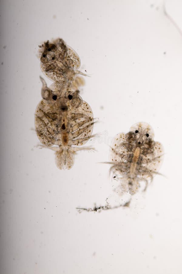 Study of Argulus Sp. and Clinostomum Sp. Under Microscope View in ...