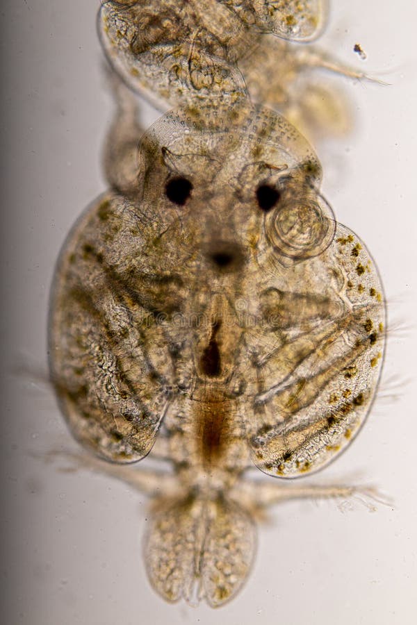 Study of Argulus Sp. and Clinostomum Sp. Under Microscope View in ...