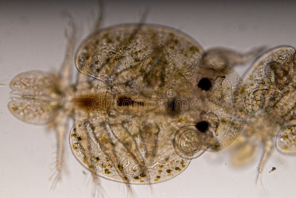 Study of Argulus Sp. and Clinostomum Sp. Under Microscope View in ...