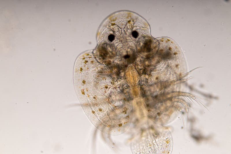 Study of Argulus Sp. and Clinostomum Sp. Under Microscope View in ...