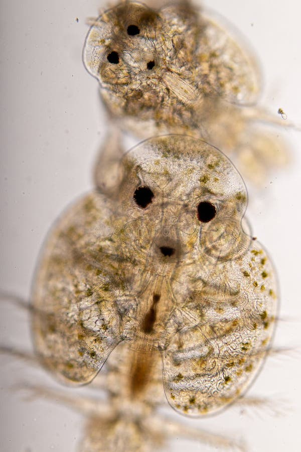 Study of Argulus Sp. and Clinostomum Sp. Under Microscope View in ...