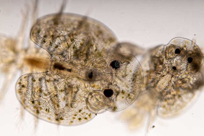 Study of Argulus Sp. and Clinostomum Sp. Under Microscope View in ...