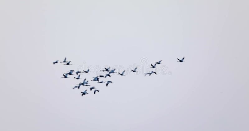 The Study of Bird Behavior Patterns Stock Footage - Video of behavior ...