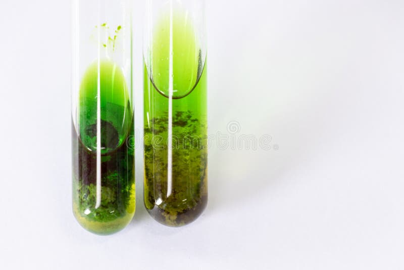 Chromatography Chlorophyll Stock Photos - Free & Royalty-Free Stock ...