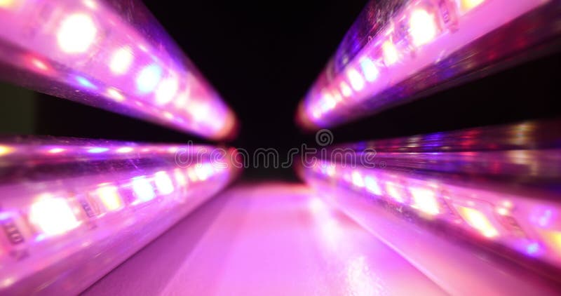 Study of the Effect of LED Lighting on Plant Growth Stock Video - Video ...