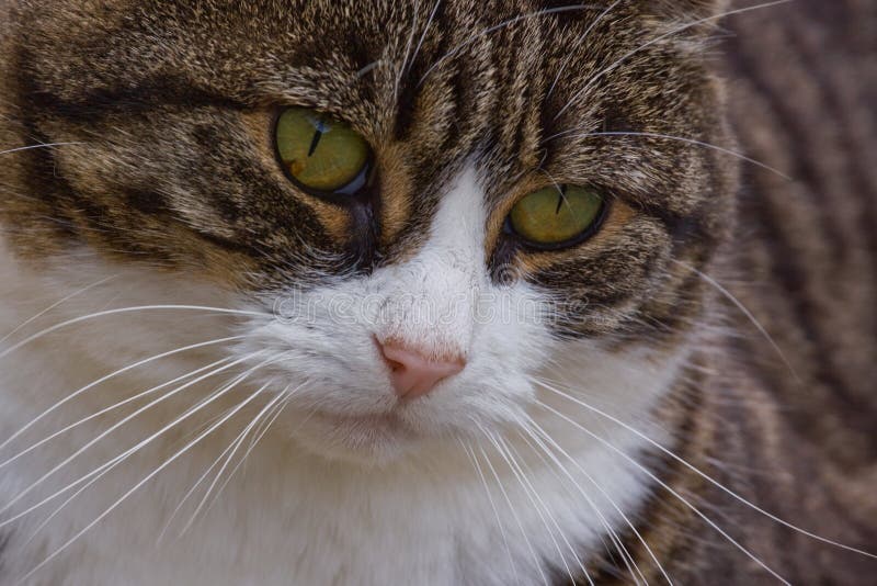 Study of Feline Facial Features Stock Photo - Image of housecat, mouser ...