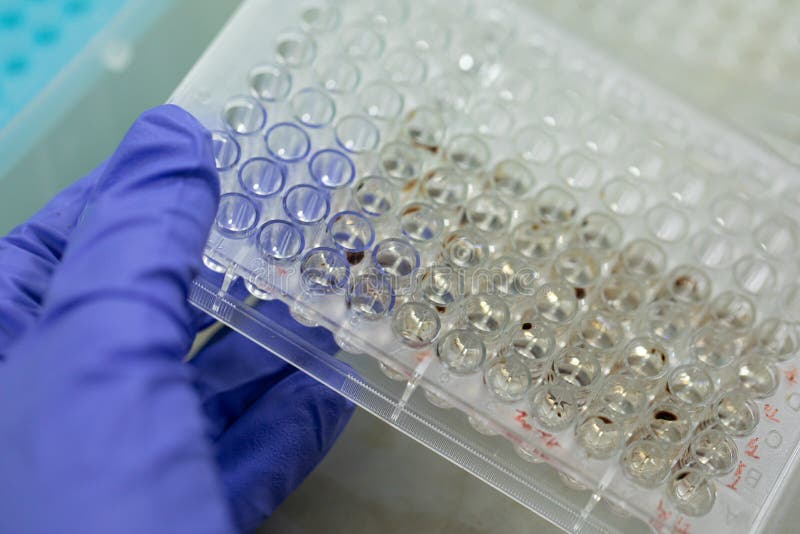 Study of Fish Blood Composition. Stock Image - Image of laboratory ...