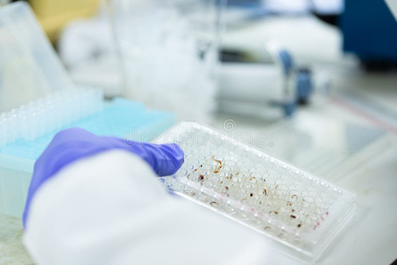 Study of Fish Blood Composition. Stock Photo - Image of analysis ...