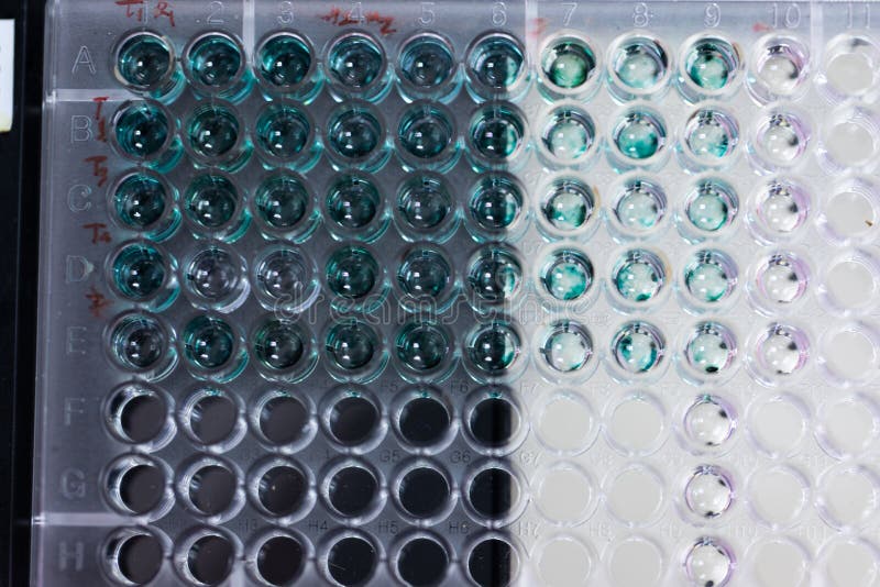 Study Of Fish Blood Composition. Stock Photo - Image of micropipette ...