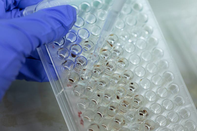 Study of Fish Blood Composition. Stock Image - Image of microplate ...