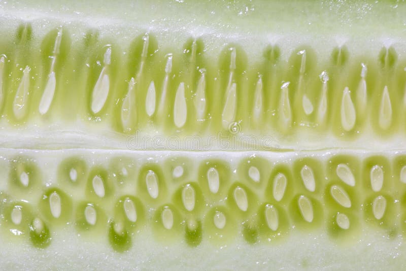 Study of Flowering and Fruit Structures. Stock Photo - Image of ...