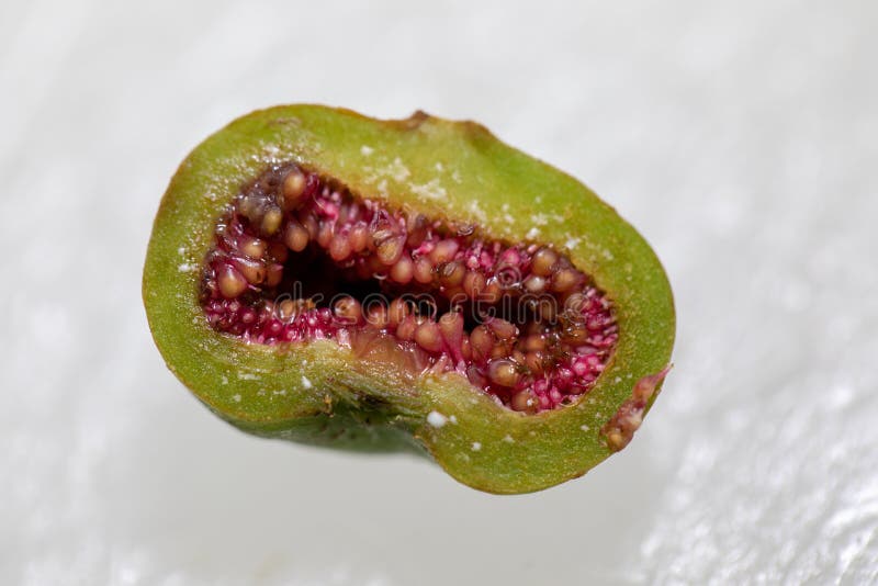Study Of Flowering And Fruit Structures. Stock Photo - Image of ...