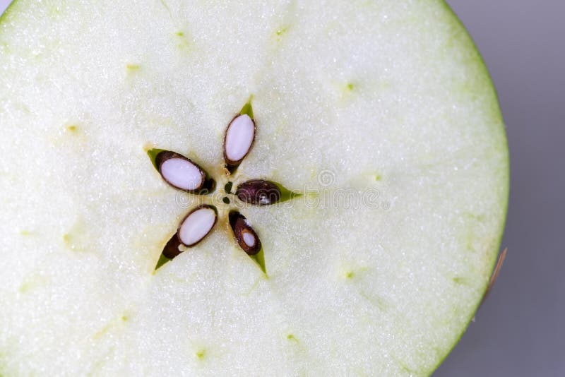 Study of Flowering and Fruit Structures. Stock Image - Image of ...
