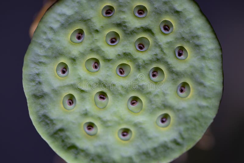 Study of Flowering and Fruit Structures. Stock Image - Image of ...