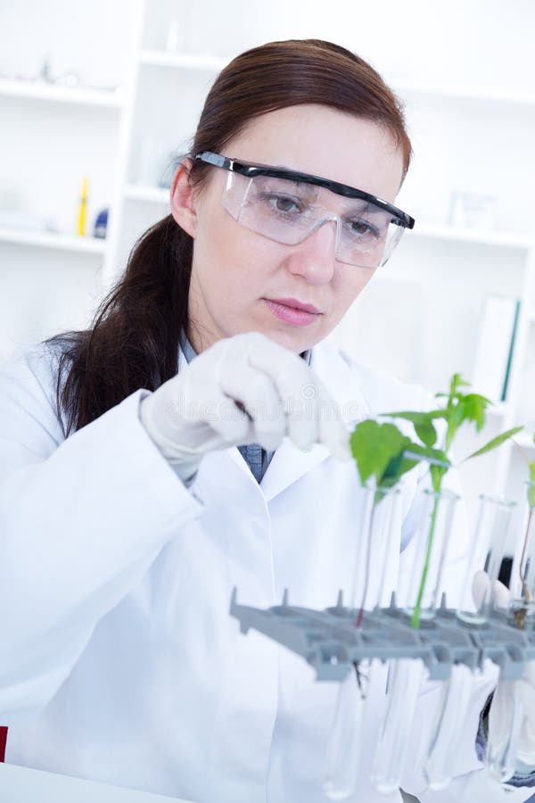 228 Genetically Modified Crops Photos - Free & Royalty-Free Stock ...