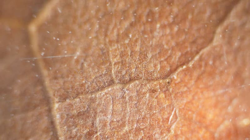 Study of a Genetic Sample. the Structure of a Dry Leaf of a Plant Under ...