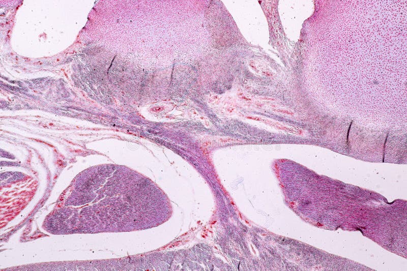 Study Histology of Human, Tissue Bone Under the Microscopic. Stock ...