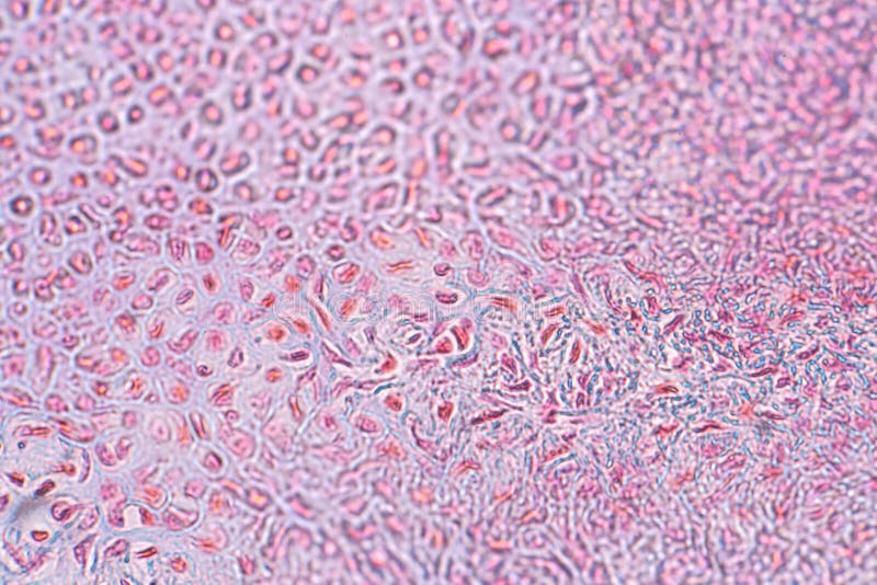 Study Histology of Human, Tissue Bone Under the Microscopic. Stock ...