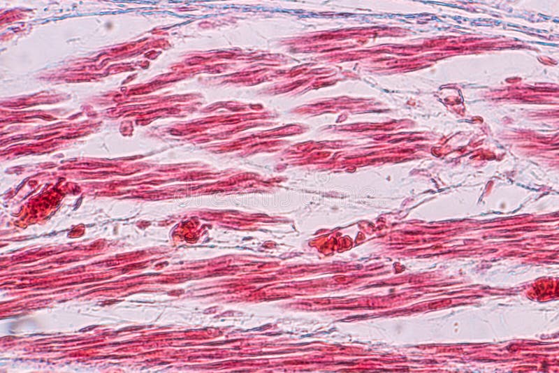 Study Histology of Human, Tissue Bone Under the Microscopic. Stock ...