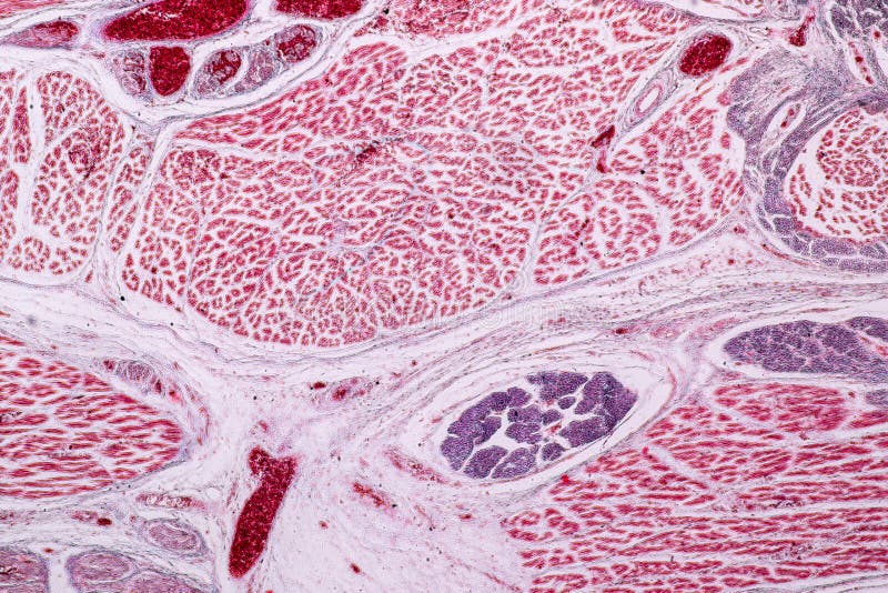 Study Histology of Human, Tissue Bone Under the Microscopic. Stock ...