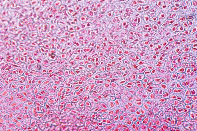Study Histology of Human, Tissue Bone Under the Microscopic. Stock ...