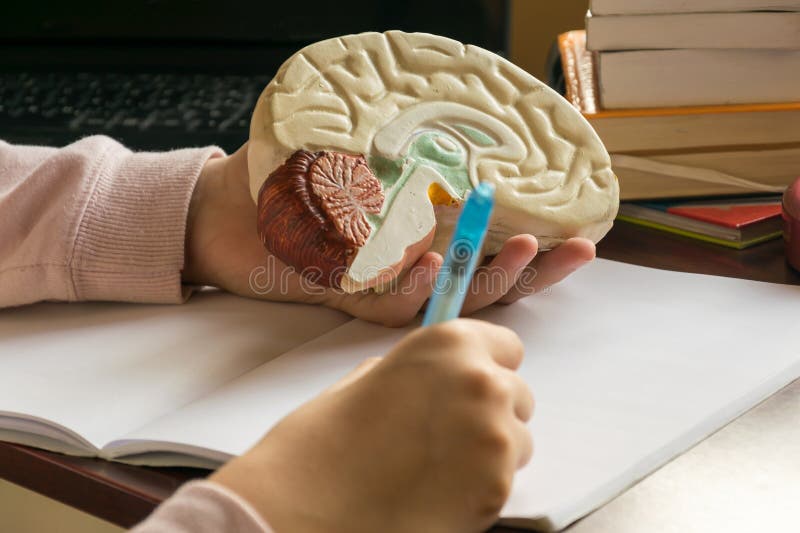 Study Of Human Brain From 3d Model Stock Photo - Image of structures ...