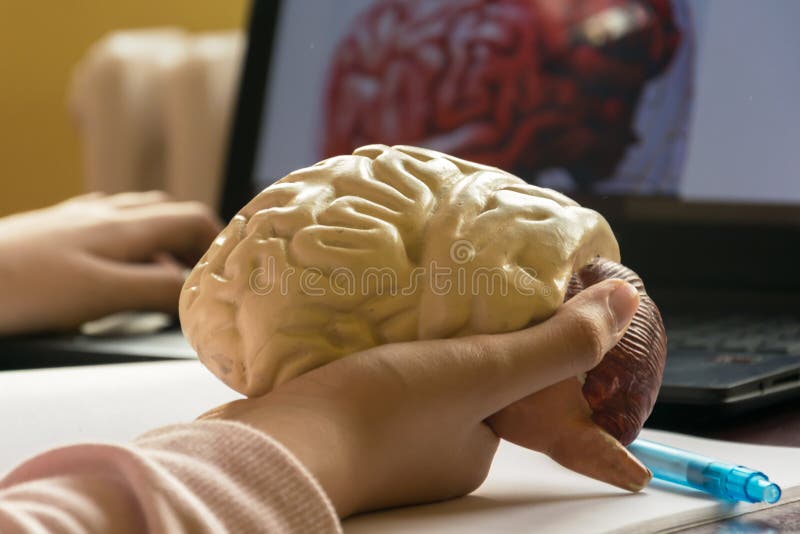 Study of Human Brain from 3d Model Stock Photo - Image of project ...