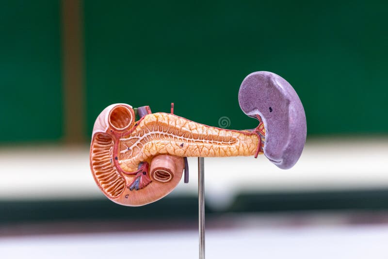 Human Parts Model in Science Lab. Stock Image - Image of bone, bones ...