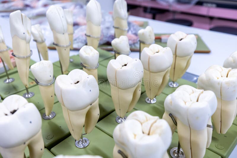 Human Parts Model in Science Lab. Stock Photo - Image of dental, human ...
