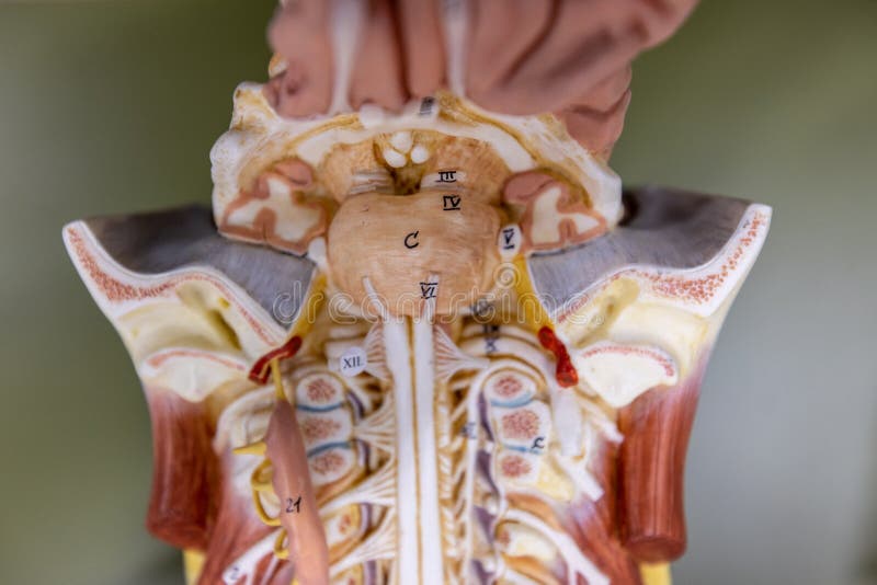 Human Parts Model in Science Lab. Stock Photo - Image of anatomical ...