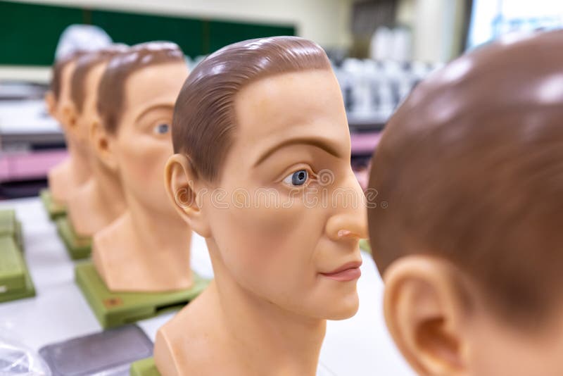 Human Parts Model in Science Lab. Stock Photo - Image of healthy, body ...