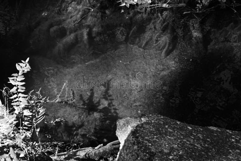 Plant Shadow in Creek Water Stock Image - Image of light, monochrome ...