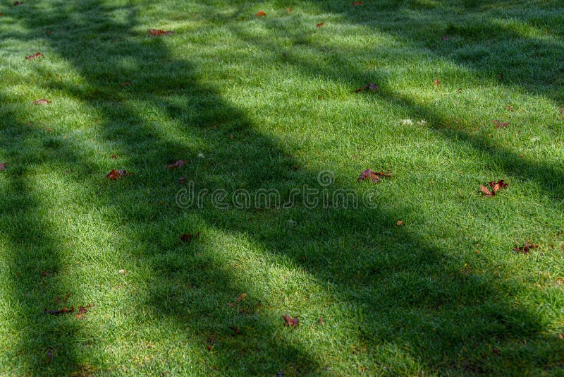 Study in Light and Shadow, Tree Shaped Shadows on a Sunny Green Lawn ...