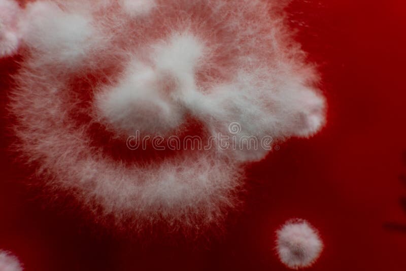 Study of Mold and Bacteria in a Petri Dish with Red Agar. Mold Spores ...