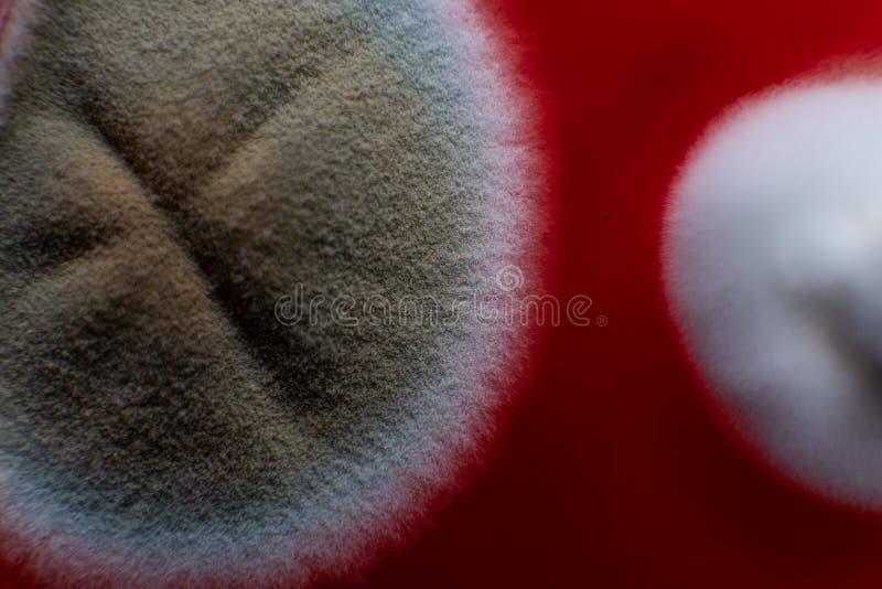Study of Mold and Bacteria in a Petri Dish with Red Agar. Mold Spores ...